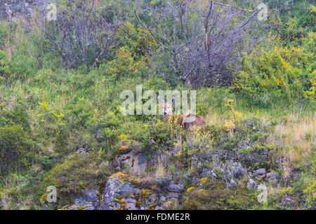 South Andean Deer (Hippocamelus bisulcus), new born fawn, Torres del ...