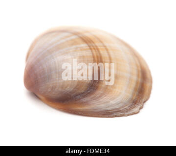 Stripy brown Clam shell isolated on white background Stock Photo - Alamy