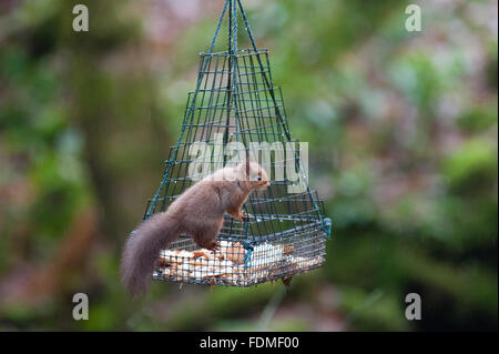 red, squirrel, cumbria, winter, wildlife Stock Photo - Alamy