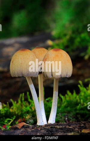 Coprinellus micaceus, glistening inky caps growing on a tree stump ...