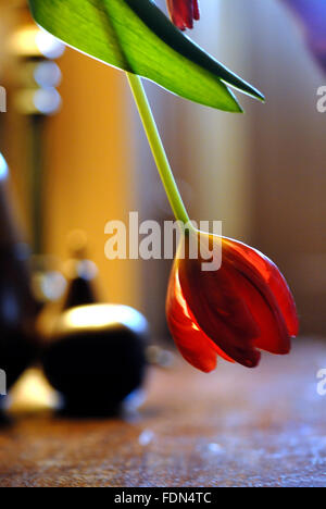 Wilted Flower, Dying Red Tulip drooping in Glass Vase against Black ...