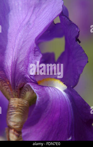 Iris illyrica - Ilirska perunika - Flowers and Plants - Biokovo Nature ...
