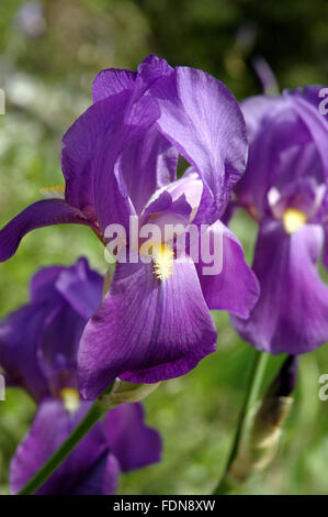 Iris illyrica - Ilirska perunika - Flowers and Plants - Biokovo Nature ...
