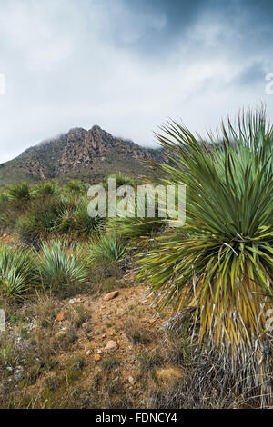 Chihuahuan Desert landscape in Aguirre Spring Campground in Organ ...