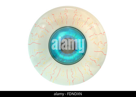 Front view of realistic human eyeball isolated on wihte background, 3D ...