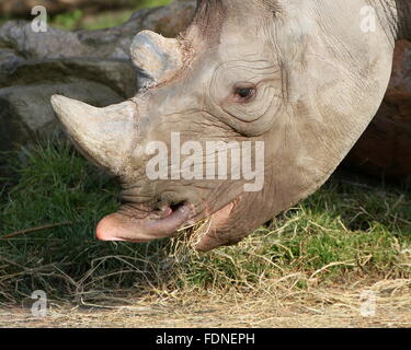 Black Rhino with hooked upper lip, Maasai Mara National Reserve, Africa ...