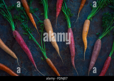 Multi coloured carrots Stock Photo - Alamy
