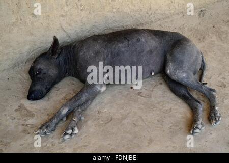 Viringo dog - Museum - Archaeological site of NARIHUALA in CATACAOS ...