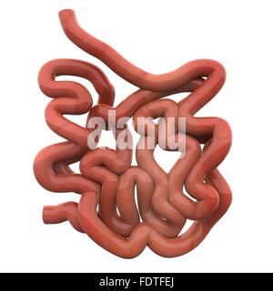 Infographic of the large intestine and small intestine of the digestive ...