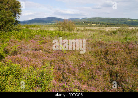 Habitat - View of a raised bog with Common Heather or Ling (Calluna ...