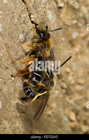 Orange-legged furrow bee, Halictus rubicundus feeding on devil's-bit ...