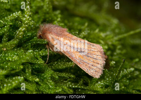 Small Wainscot (Denticucullus pygmina) adult, resting on moss, Powys ...
