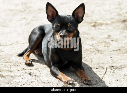 Dog Prazsky krysarik / Prague Ratter / Ratier de Prague puppy sitting ...