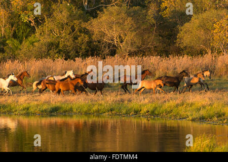 Pantaneiro horse Pantanal Brazil wild wetland sun Stock Photo - Alamy