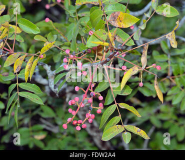 Leaves of turpentine tree, Pistacia terebinthus, in early spring as ...