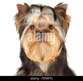 Yorkshire Terrier portrait Stock Photo - Alamy