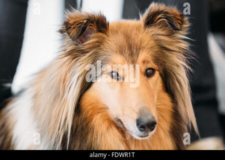 Shetland Sheepdog Portrait Stock Photo - Alamy