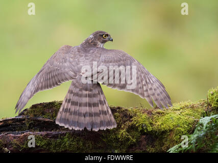 Accipiter nisus sparrowhawk sparrow hawk bird-of-prey predator beak ...