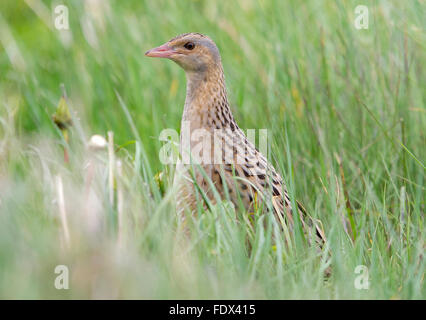 Corncrake (Crex Crex ) in a garden at the village of Balemartine, Isle ...
