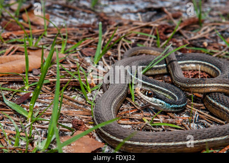 Ribbon snake, Thamnophis sauritus, endemic to eastern North America ...