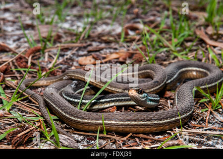Ribbon snake, Thamnophis sauritus, endemic to eastern North America ...