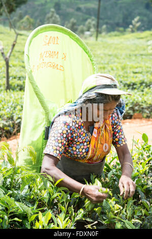 Tea pickers working on the Somerset Estate Tea factory off the Radella ...