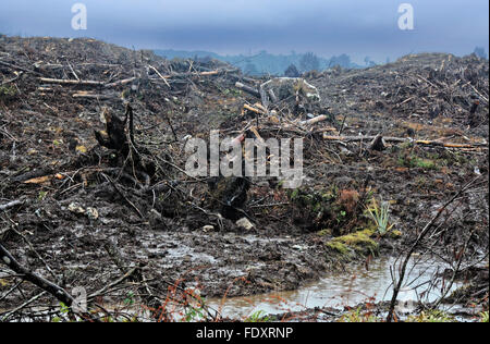 the destruction of our environment by cutting of the trees Stock Photo ...