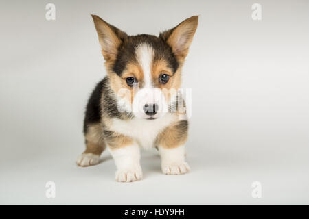 Eight week old Corgi puppy "Basil" guarding his new bone in Issaquah ...