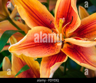 CLOSE-UP OF LILIUM ASIATIC HYBRID ORANGE PIXIE Stock Photo - Alamy