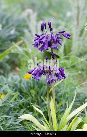 Blue Agapanthus flowers in meadow with cruise ship Azamara Journey ...