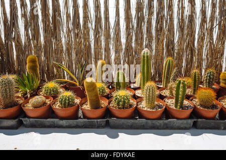 Small cactus plant in pots on wooden counter bar with white chairs near ...