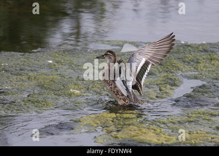 Garganey, female flapping wings, Longrock Pool, Marazion Marsh RSPB ...
