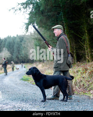 A black Labrador, a working gun dog, retrieving a red or French ...