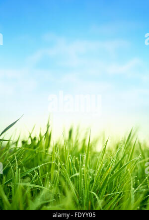 background of fresh lawn in the spring season Stock Photo - Alamy