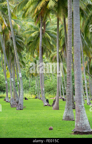 Coconut trees, Moorea, Society Islands, French Polynesia Stock Photo ...