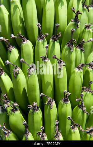 Banana tree with a bunch of growing yellow bananas Stock Photo - Alamy