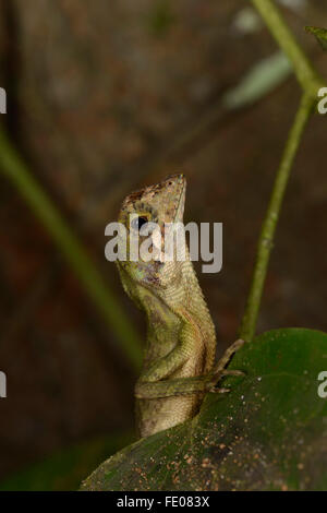 Sri Lanka Kangaroo Lizard, Otocryptis wiegmanni, Sinharaja World ...