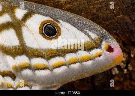 Marbled Emperor Moth (Heniocha dyops) adult female at rest on tree ...