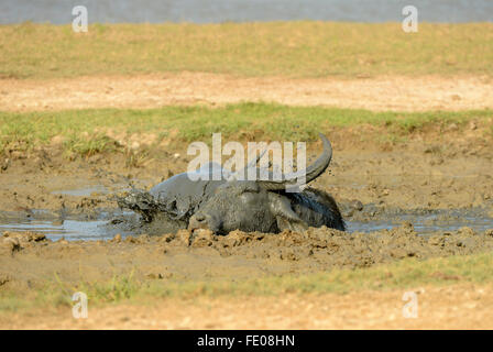 Yala National Park buffalo taking a bath Stock Photo - Alamy