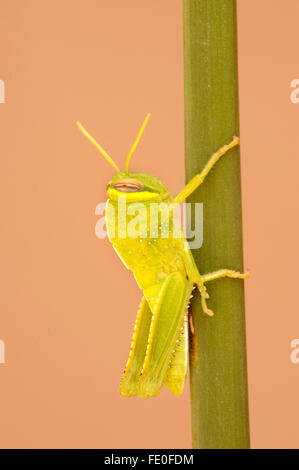 Egyptian locust, Anacridium aegyptium, Morocco Stock Photo - Alamy