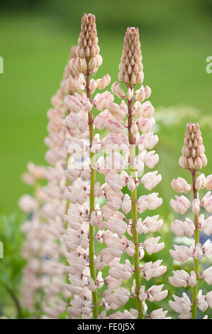 Close up of pink lupin flowers in bloom Stock Photo - Alamy