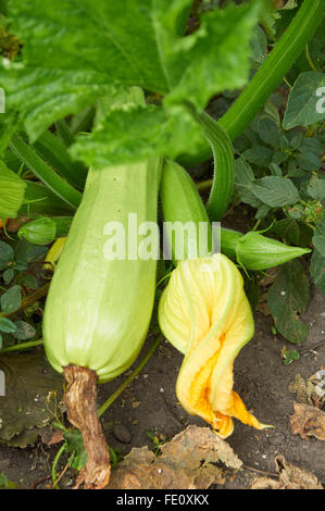 Flower of vegetable marrow growing on the bush. Zucchini plant and ...