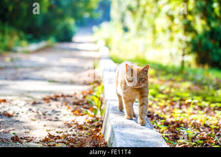 red cat park path outside Stock Photo - Alamy