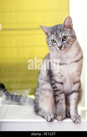 one American shorthair silver tabby cat beside the window, look at ...