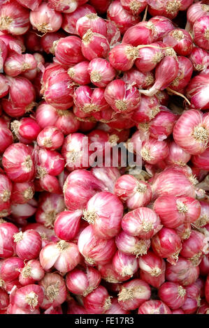 Healthy edible plant. Onion bulb with chives fresh sprout, vegetable ...