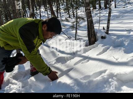 Siberian Tiger on a reserve in Limpopo Province, South Africa Stock ...