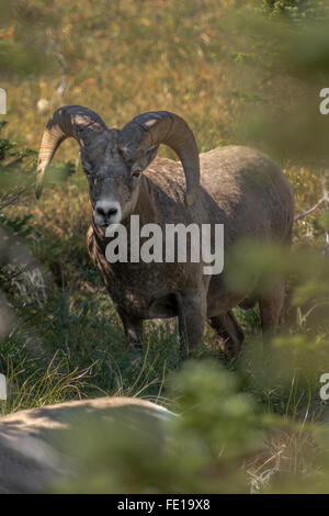 A Bighorn ram in Glacier National Park, an iconic species of the Rocky ...