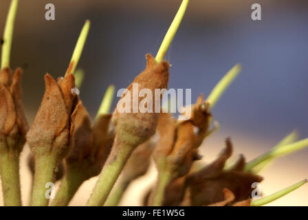 Madhuca longifolia var. latifolia, Mahua tree, formerly Madhuca indica ...