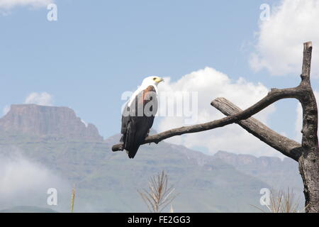 Fish-Eagle (Haliaeetus vocifer ) Drakensberg, South Africa Stock Photo ...