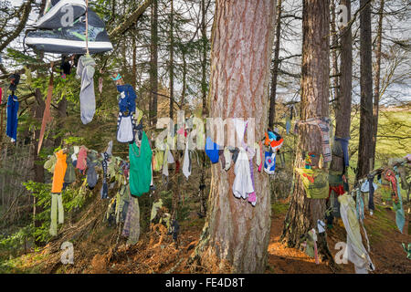 rags hanging on tree above cranfield point st olcans holy well county ...